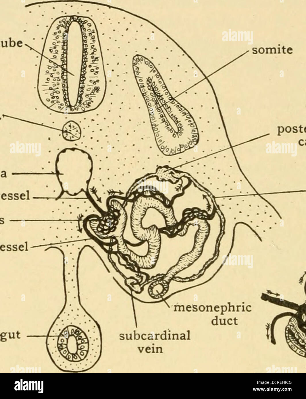 Metanephros hi-res stock photography and images - Alamy