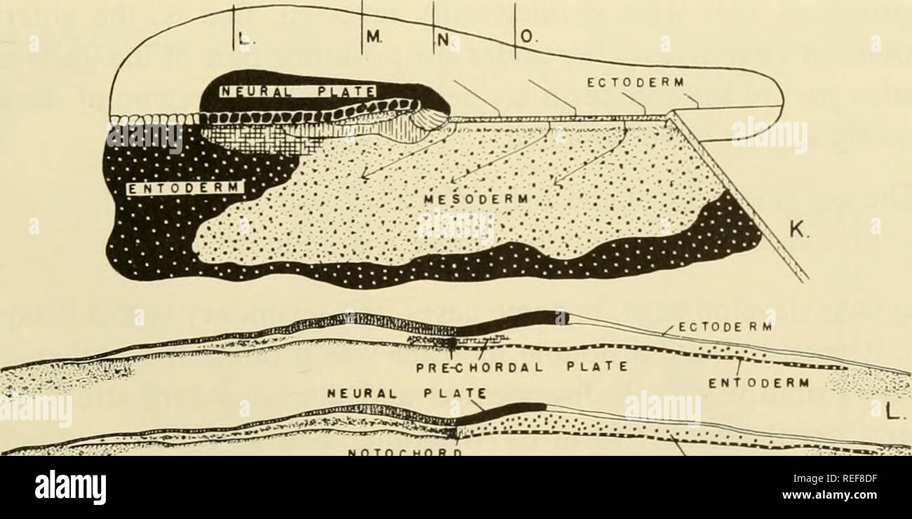 . Comparative embryology of the vertebrates; with 2057 drawings and ...