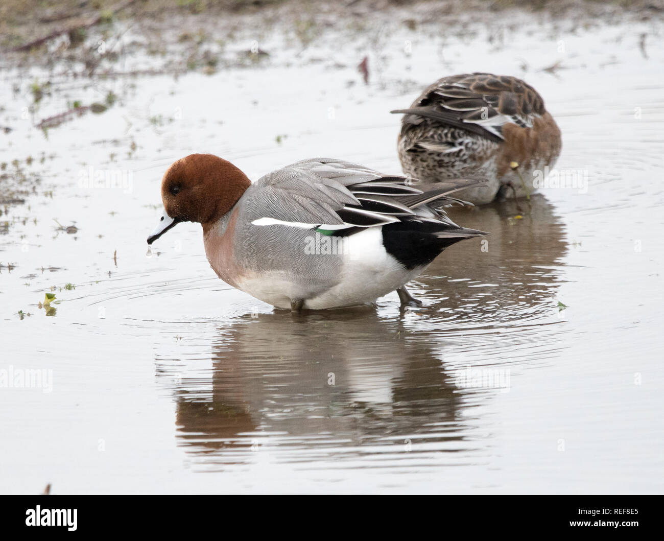 Wigeon species hi-res stock photography and images - Alamy