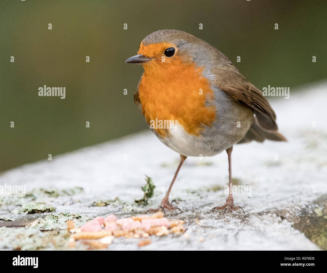 European Robin (Erithacus rubecula Stock Photo - Alamy