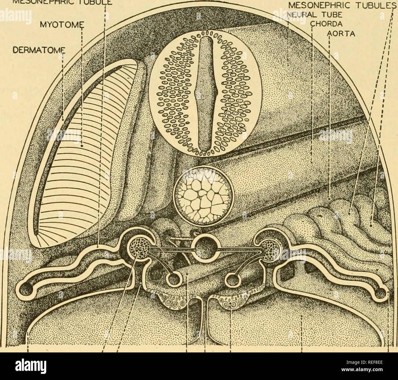 . Comparative anatomy. Anatomy, Comparative. 432 COMPARATIVE ANATOMY ...