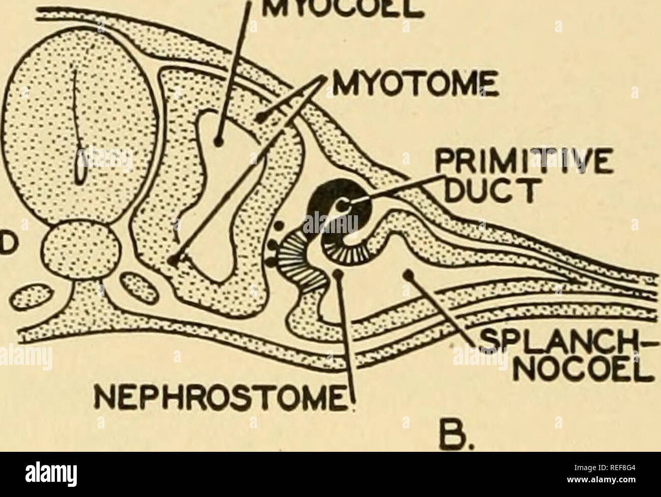 . Comparative anatomy. Anatomy, Comparative. NEPHROSTOMY PRINCIPAL ...