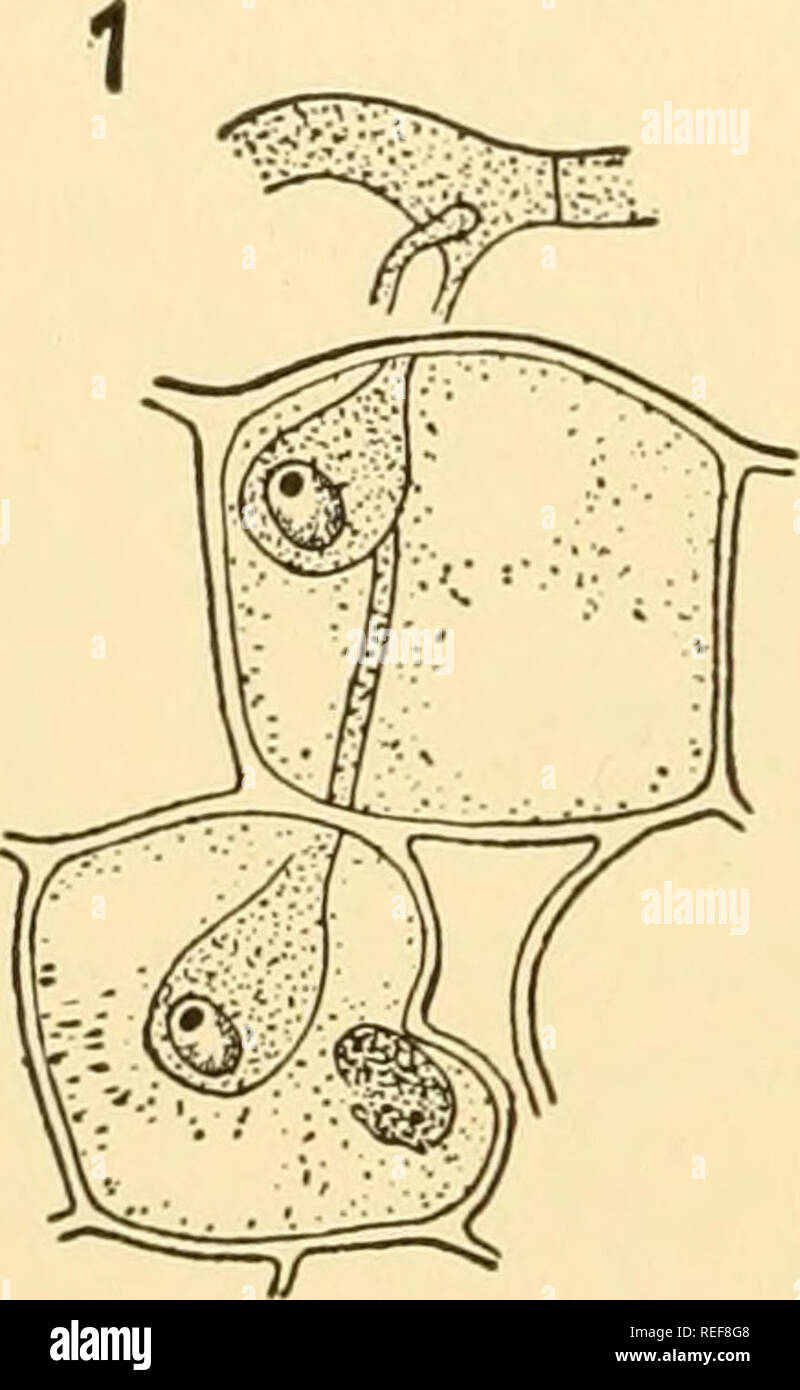 . Comparative morphology of Fungi. Fungi. 194 COMPARATIVE MORPHOLOGY OF ...