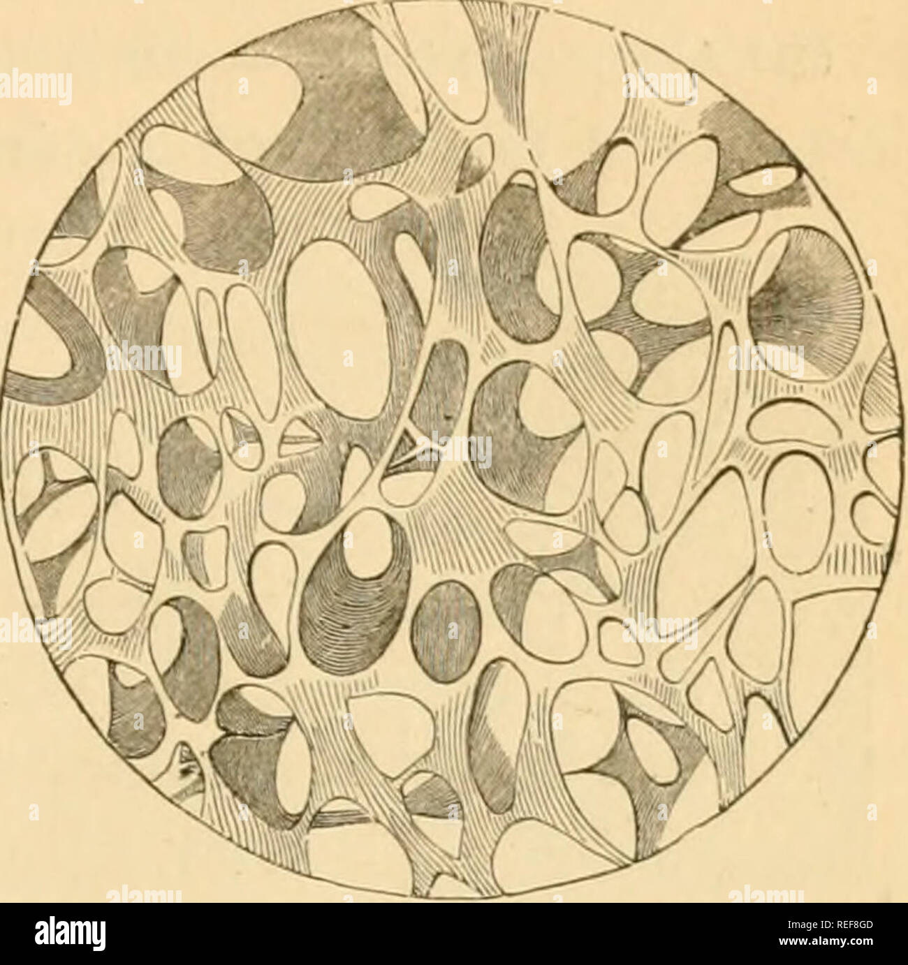 . Comparative zoology, structural and systematic. For use in schools ...