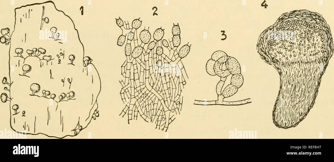 . Comparative morphology of Fungi. Fungi. EUASCOMYCETES 187 of HC1 and ...