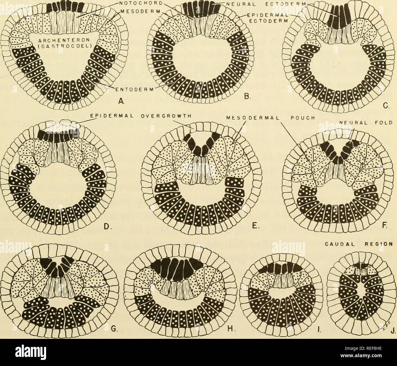. Comparative embryology of the vertebrates; with 2057 drawings and ...