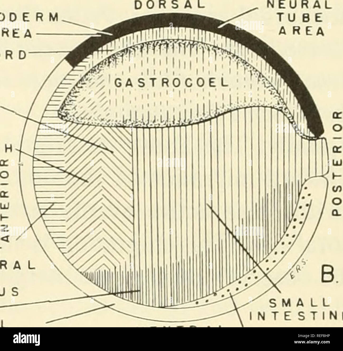 . Comparative embryology of the vertebrates; with 2057 drawings and ...