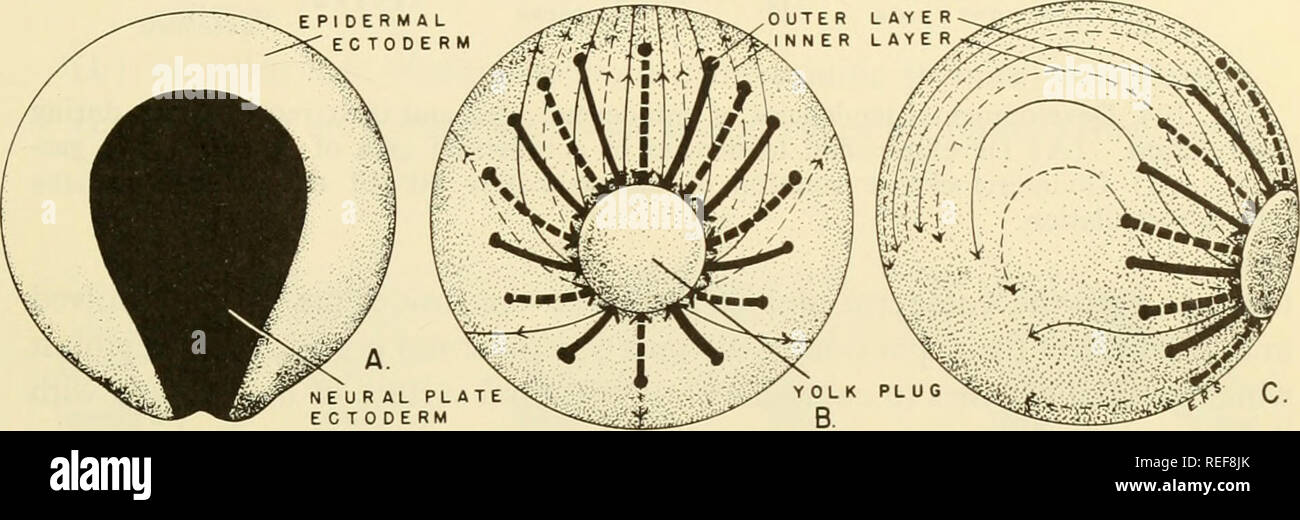 . Comparative embryology of the vertebrates; with 2057 drawings and ...