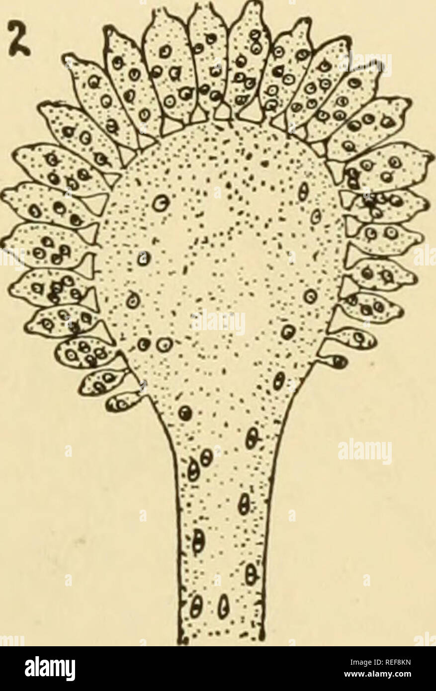 Aspergillus Species High Resolution Stock Photography and Images - Alamy