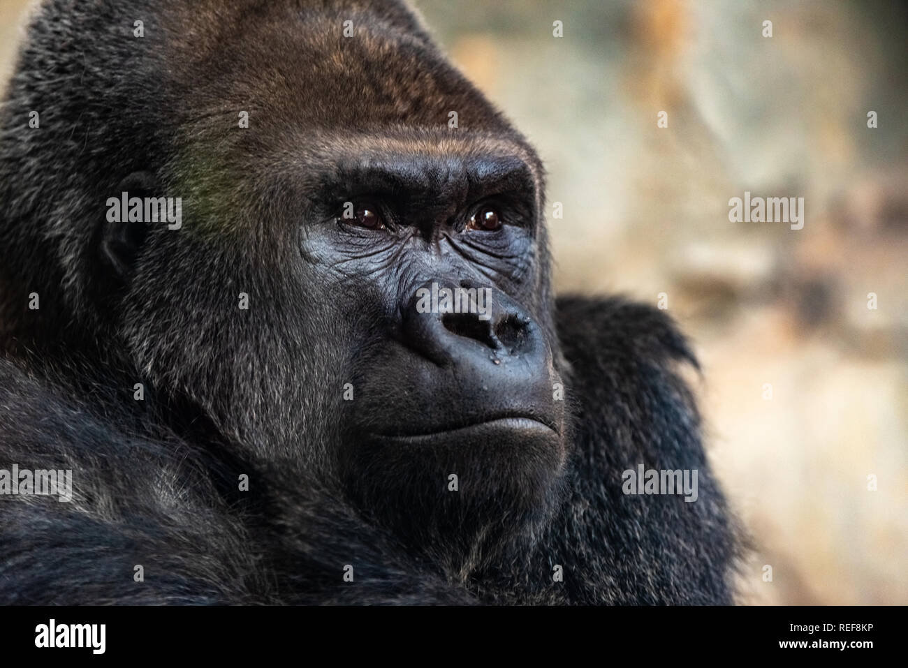 Silver black gorilla forest hi-res stock photography and images - Alamy