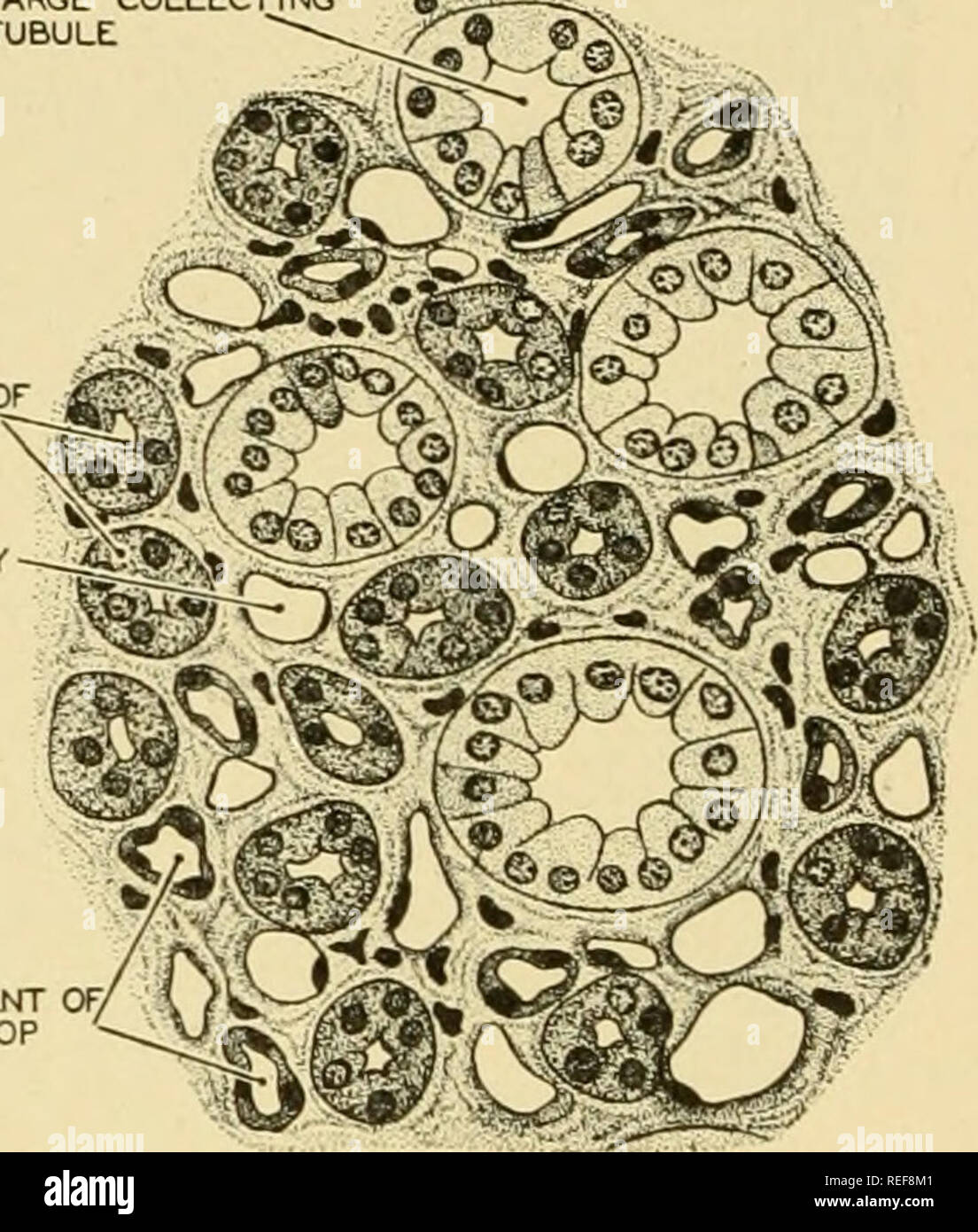 Glomerulus Kidney Cortex And Medulla