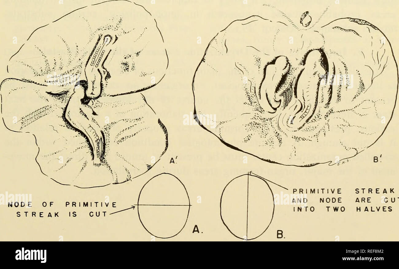 . Comparative embryology of the vertebrates; with 2057 drawings and ...