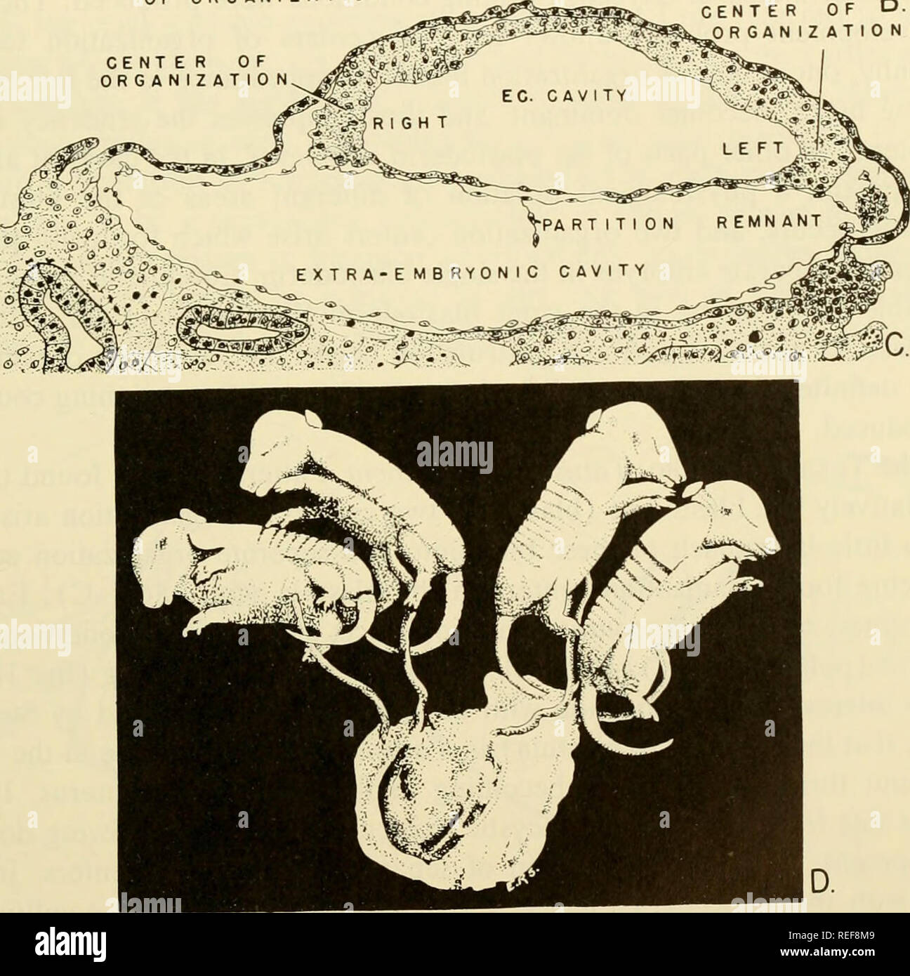 comparative emryology