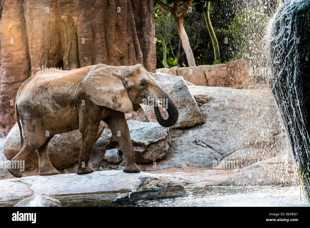 African wild animal captive in a zoo Stock Photo - Alamy