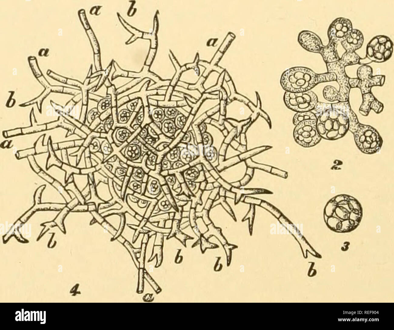 Elaphomycetaceae hi-res stock photography and images - Alamy
