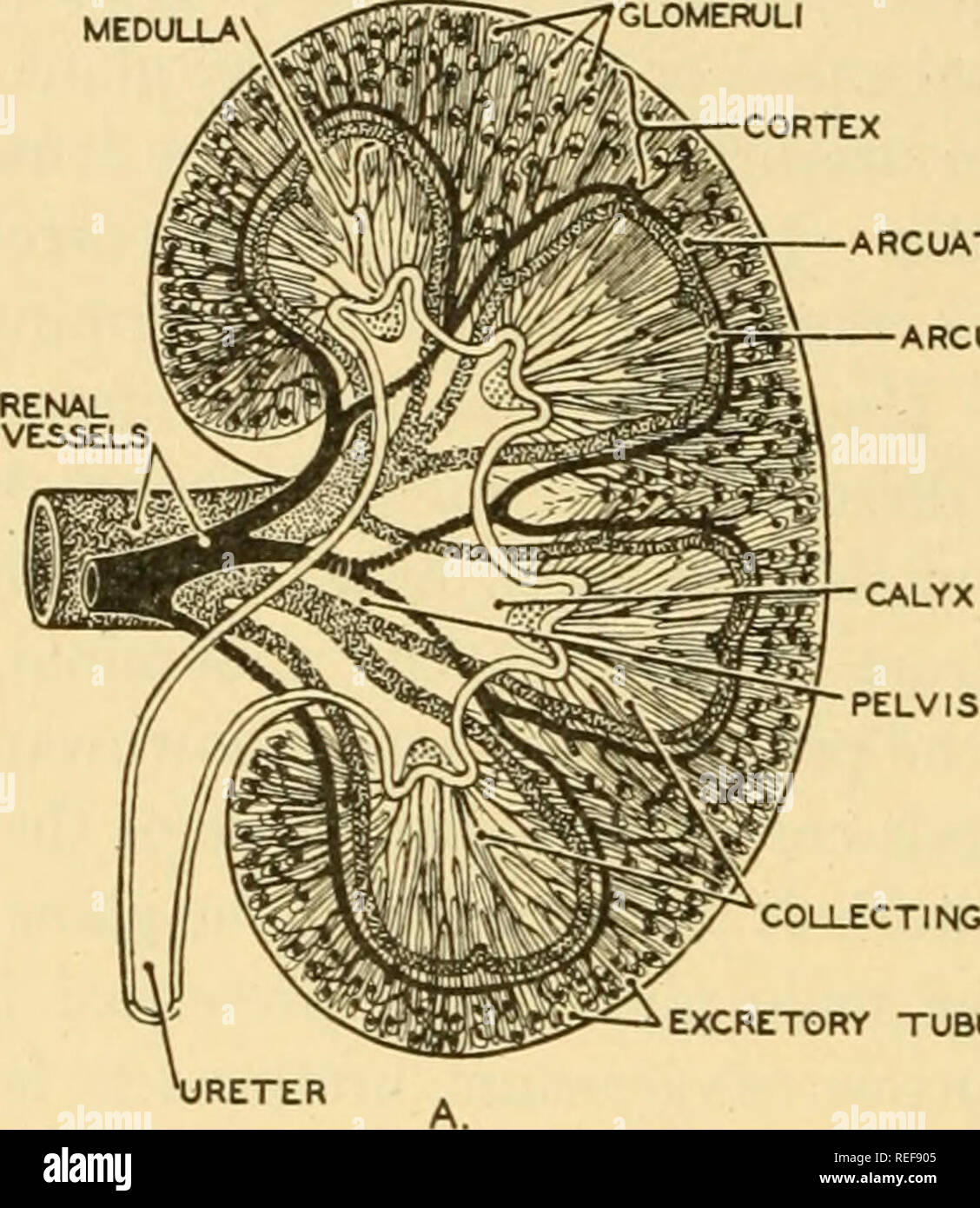 Peritoneum Kidney