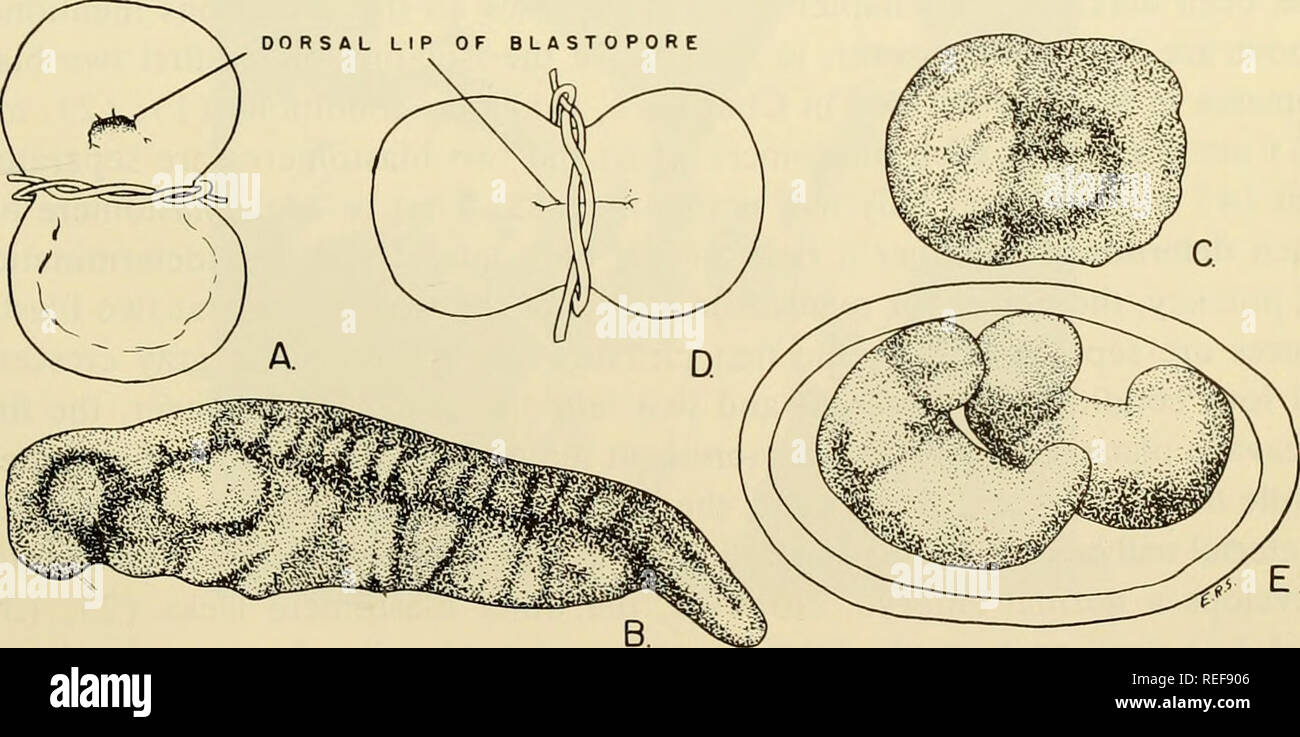 . Comparative embryology of the vertebrates; with 2057 drawings and ...