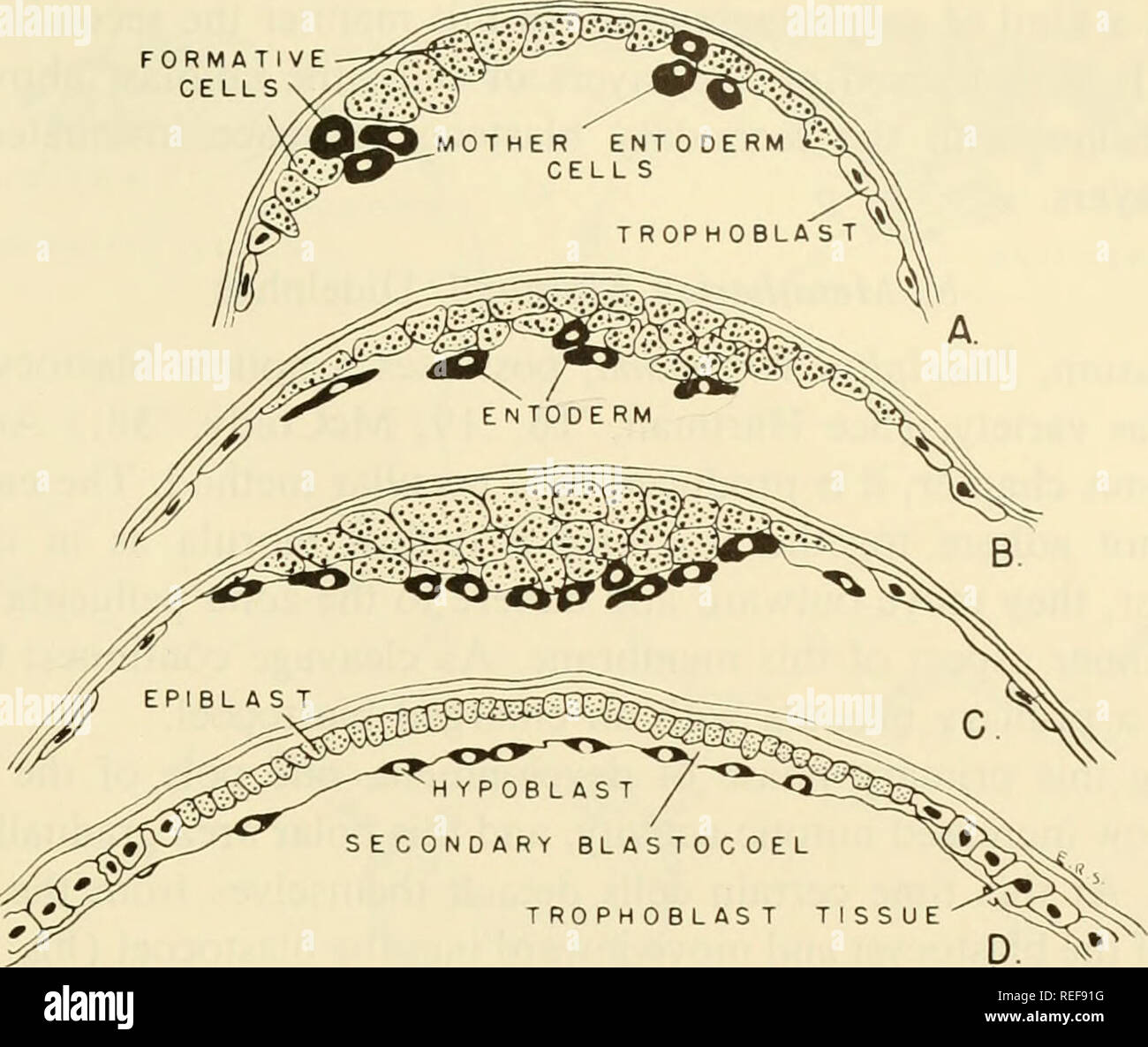 . Comparative embryology of the vertebrates; with 2057 drawings and ...