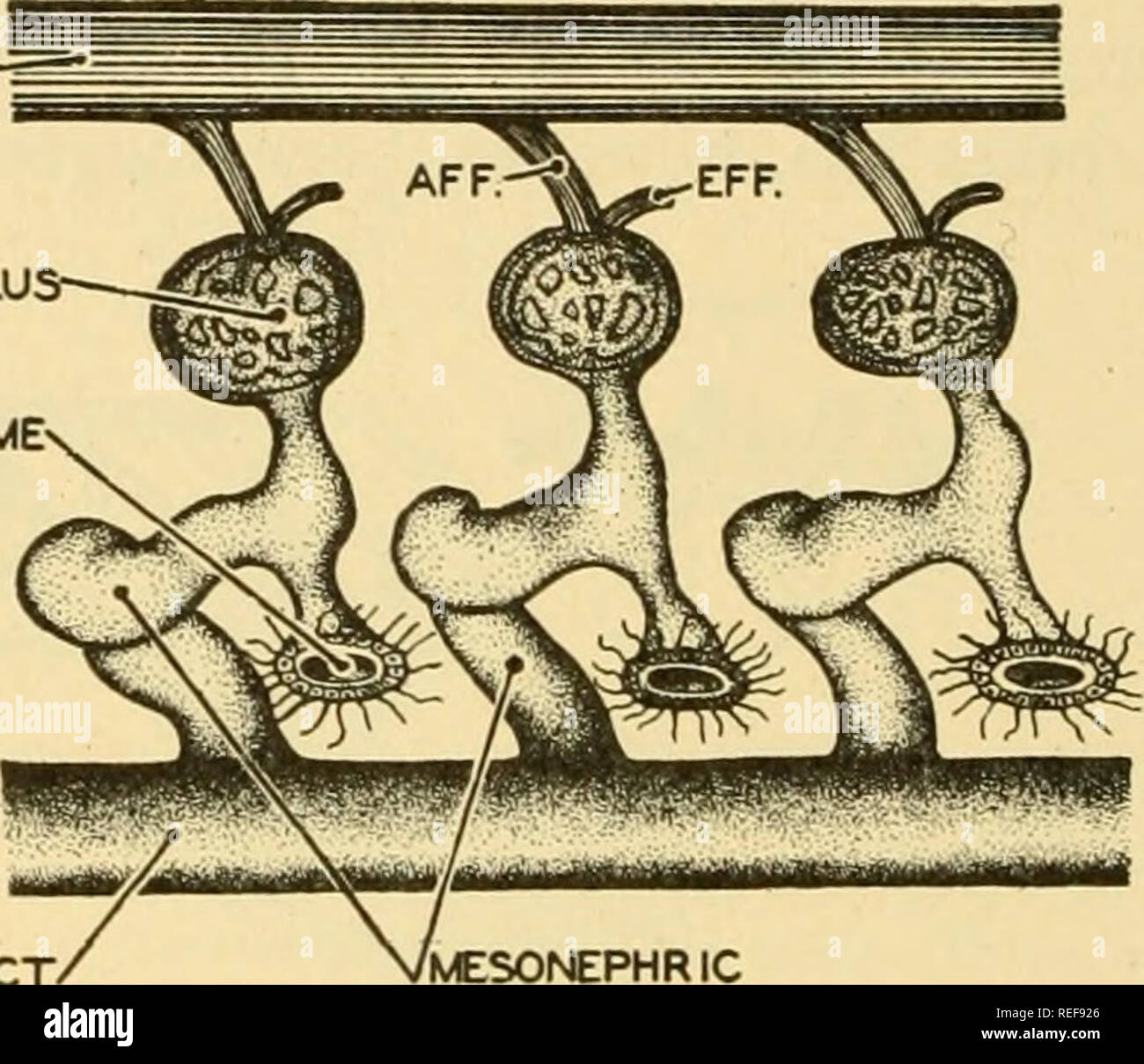 . Comparative anatomy. Anatomy, Comparative. •GLOMERULU: NEPHROSTOME ...