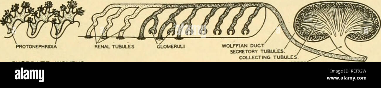 . Comparative anatomy. Anatomy, Comparative. THE UROGENITAL SYSTEM 403 ...