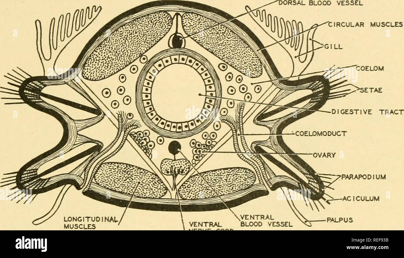 Oligochaetes hi-res stock photography and images - Alamy