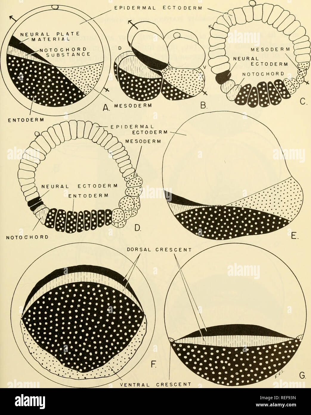 32 Cell Stage High Resolution Stock Photography and Images - Alamy