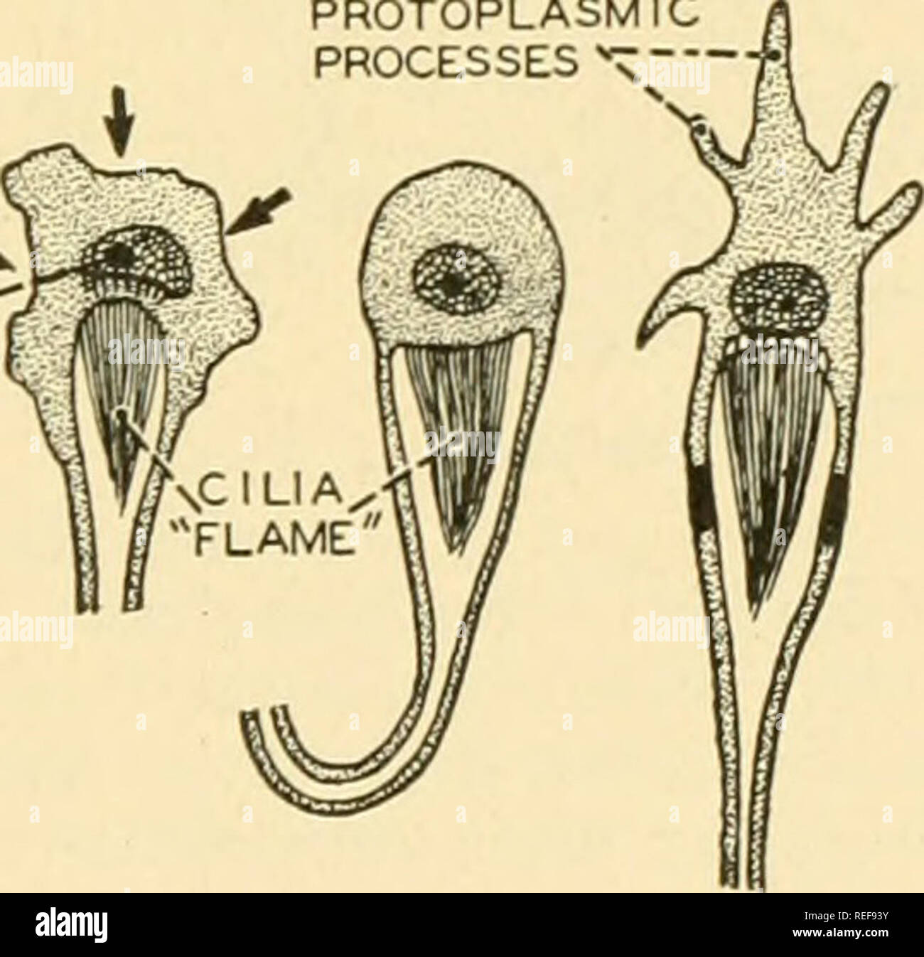 . Comparative anatomy. Anatomy, Comparative. FLAME CELLS PROTOPLASMIC ...