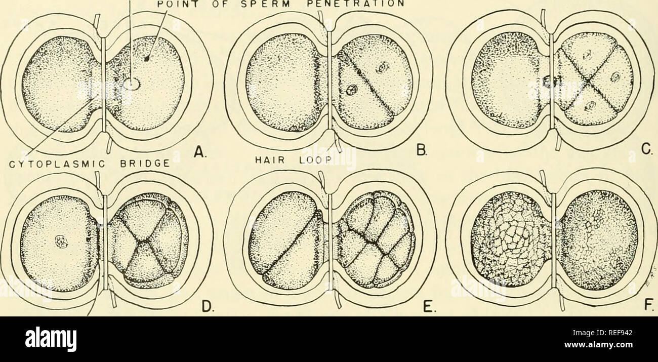 . Comparative embryology of the vertebrates; with 2057 drawings and ...