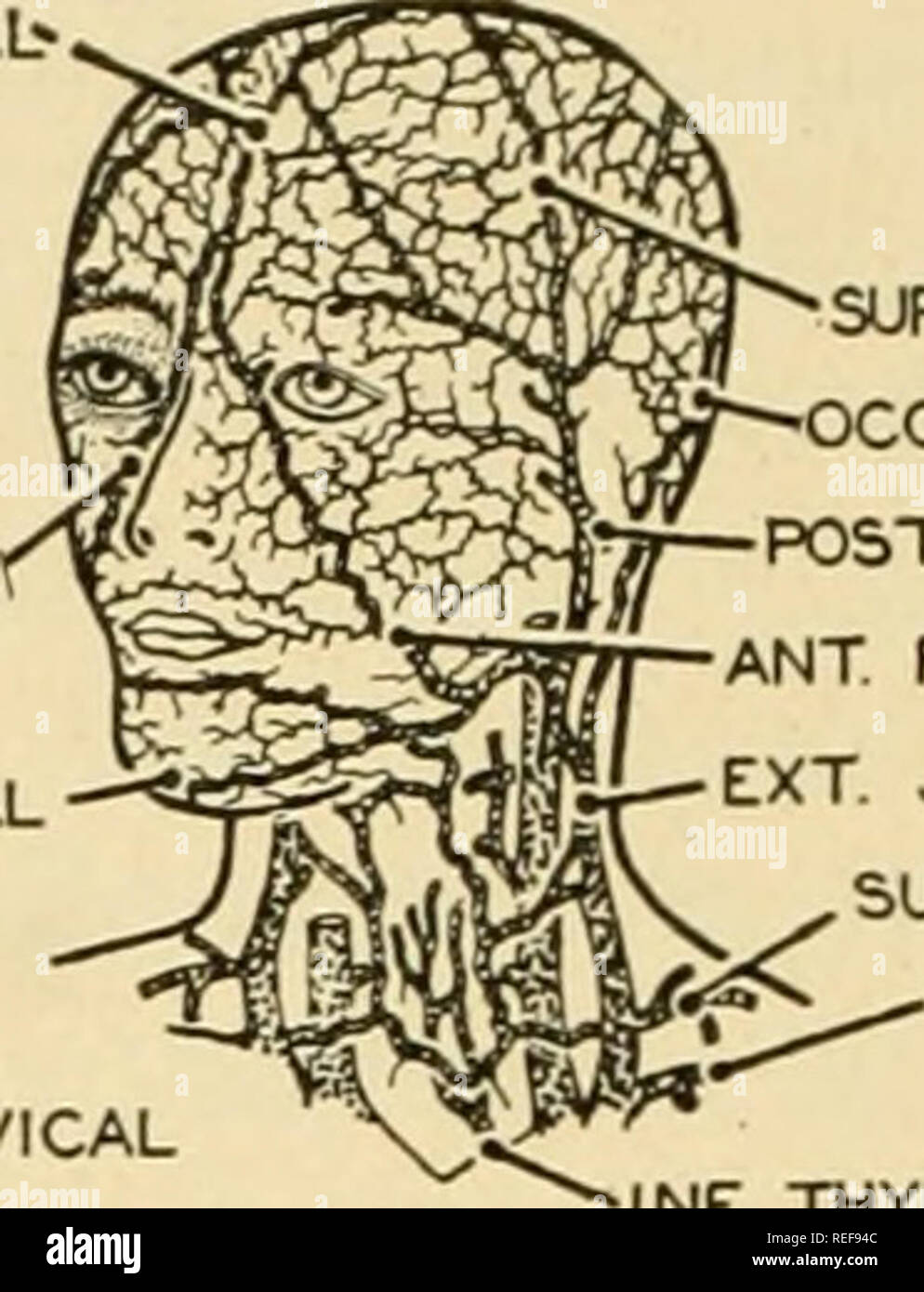 Inferior sagittal sinus hi-res stock photography and images - Alamy
