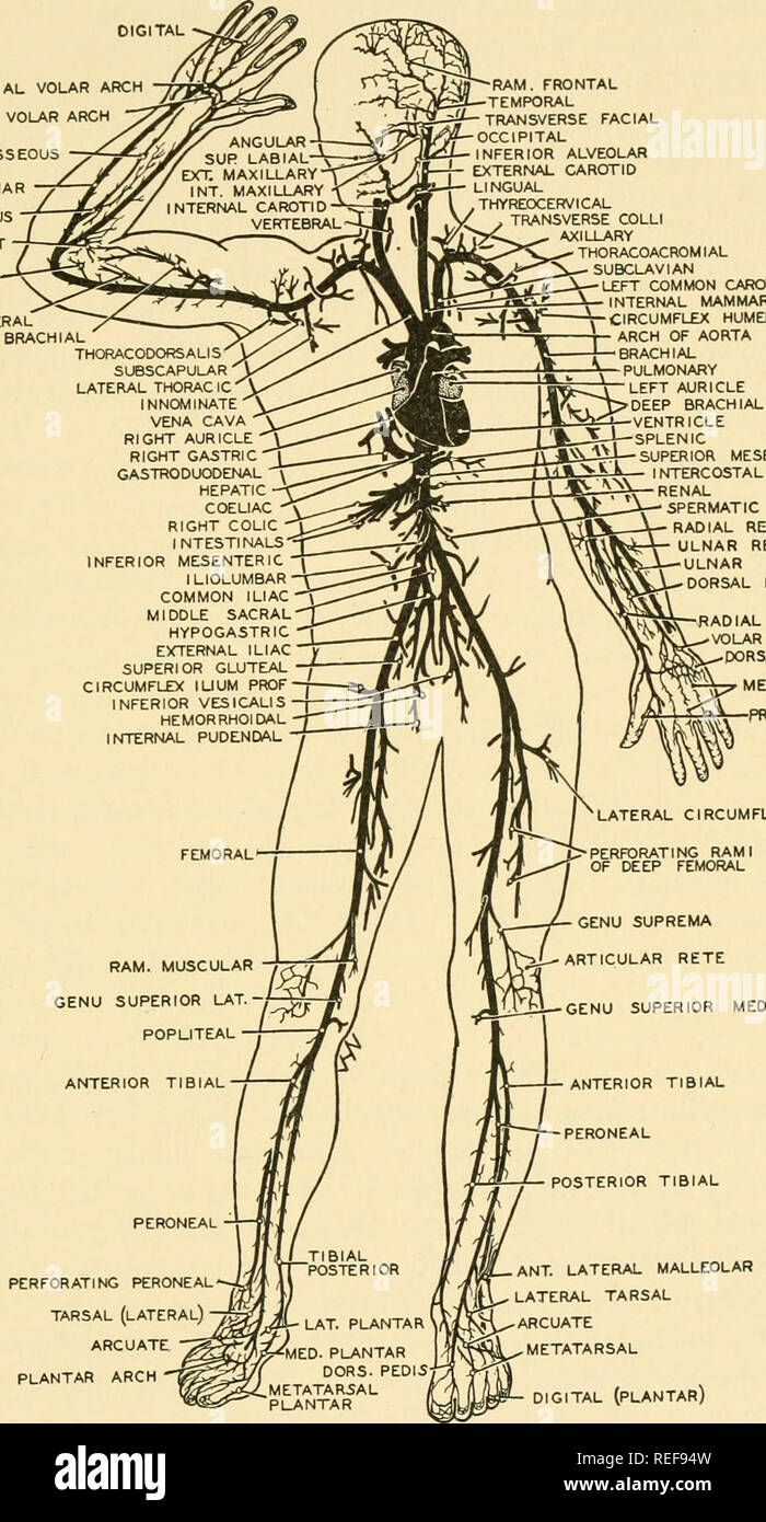 . Comparative anatomy. Anatomy, Comparative. THE VASCULAR SYSTEM 391 ...