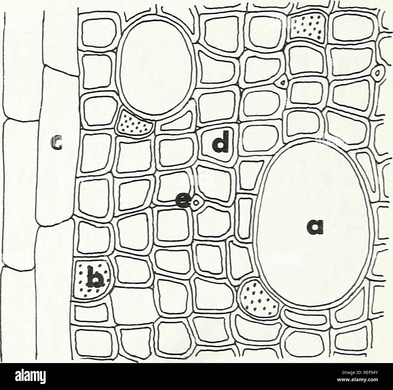 . Comparative wood anatomy of some shrubs native to the Northern Rocky ...