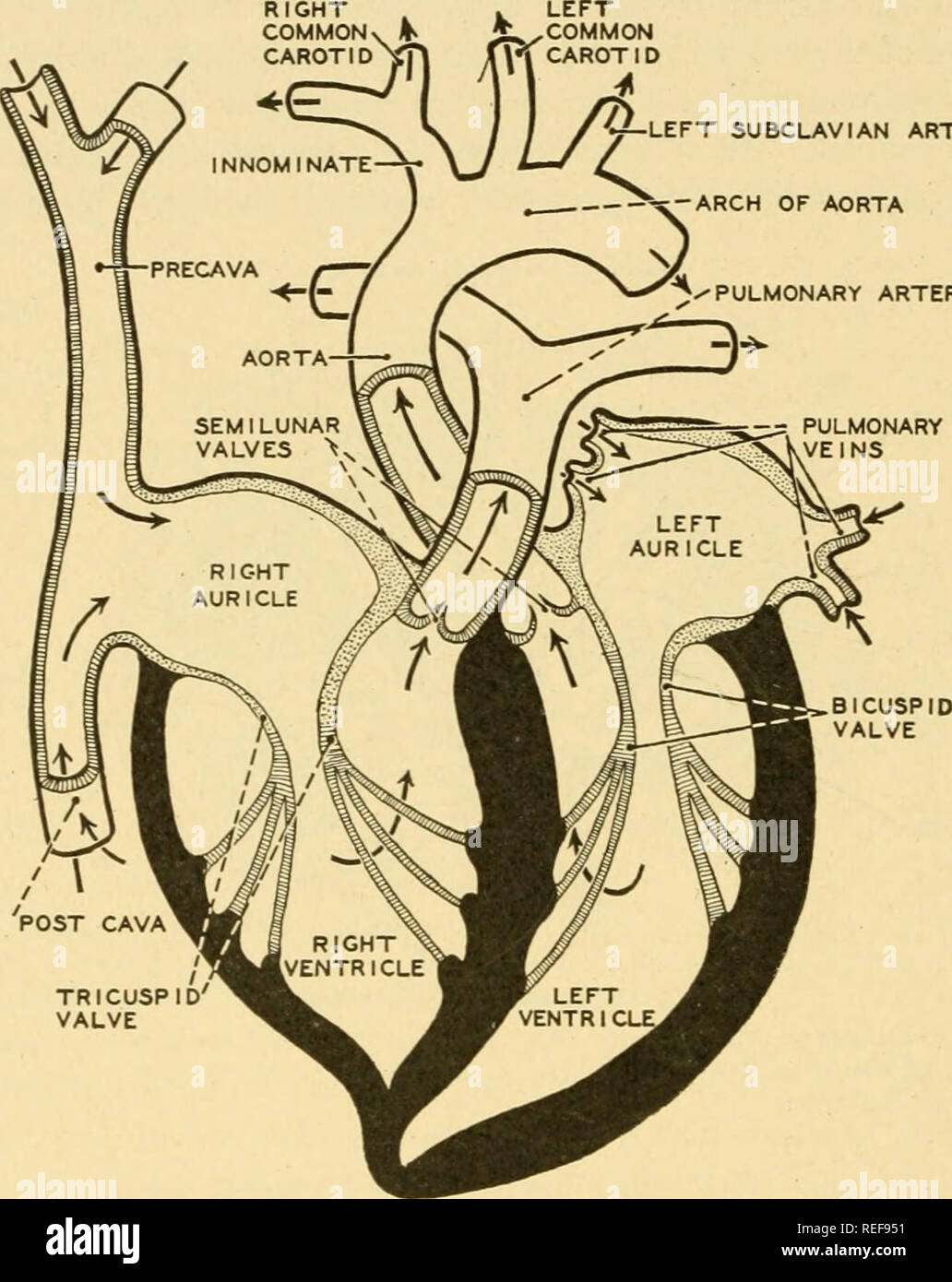 . Comparative anatomy. Anatomy, Comparative. 388 COMPARATWE ANATOMY A ...