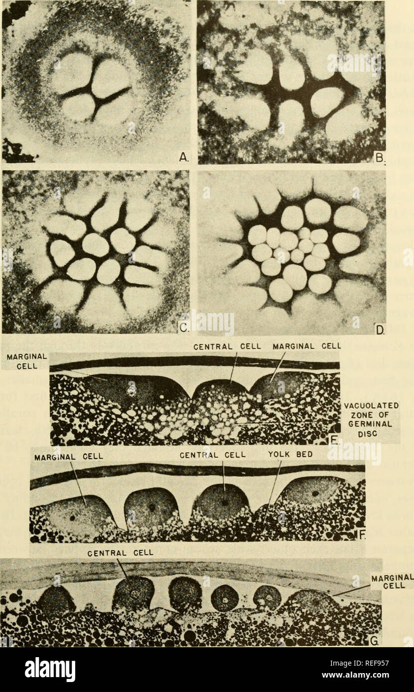 . Comparative embryology of the vertebrates; with 2057 drawings and ...
