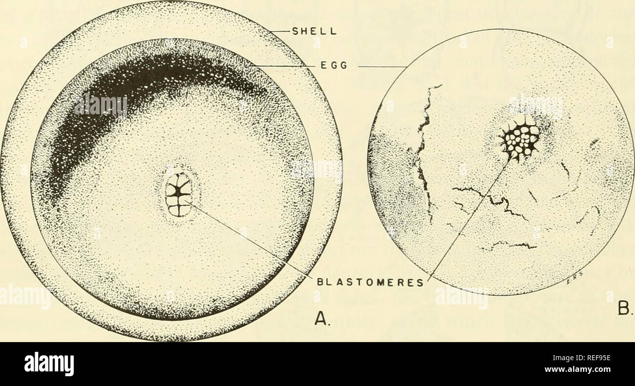 . Comparative embryology of the vertebrates; with 2057 drawings and ...
