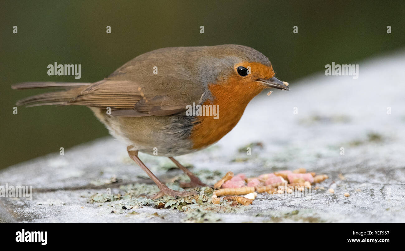 European Robin (Erithacus rubecula Stock Photo - Alamy