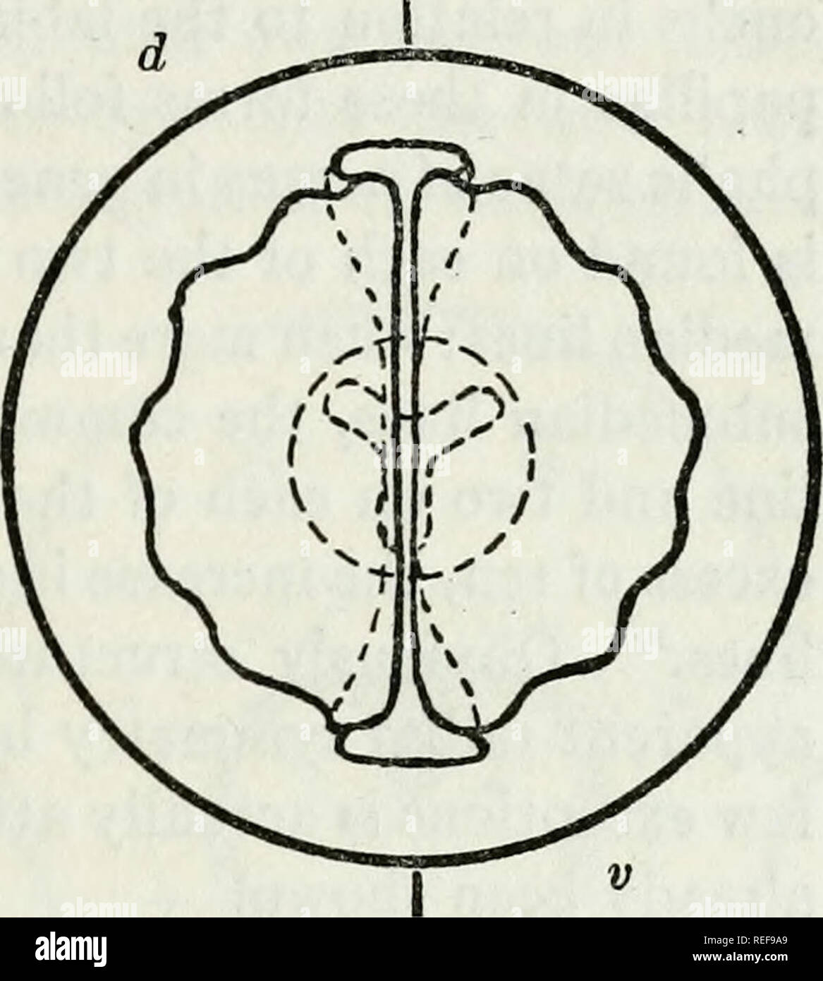 Nematode Diagram