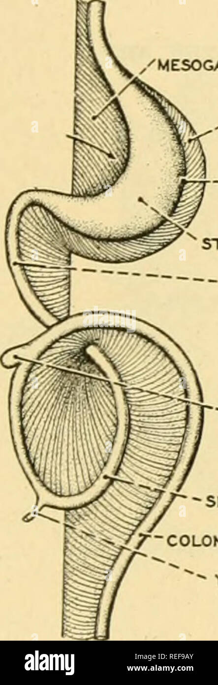 . Comparative anatomy. Anatomy, Comparative. THE DIGESTIVE SYSTEM 321 ...