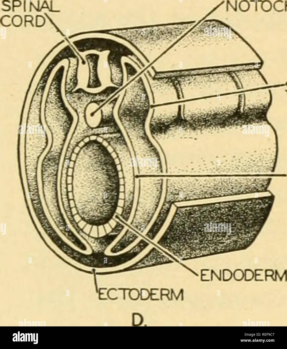 . Comparative anatomy. Anatomy, Comparative. NOTDCHORD. DORSAL ROOT ...