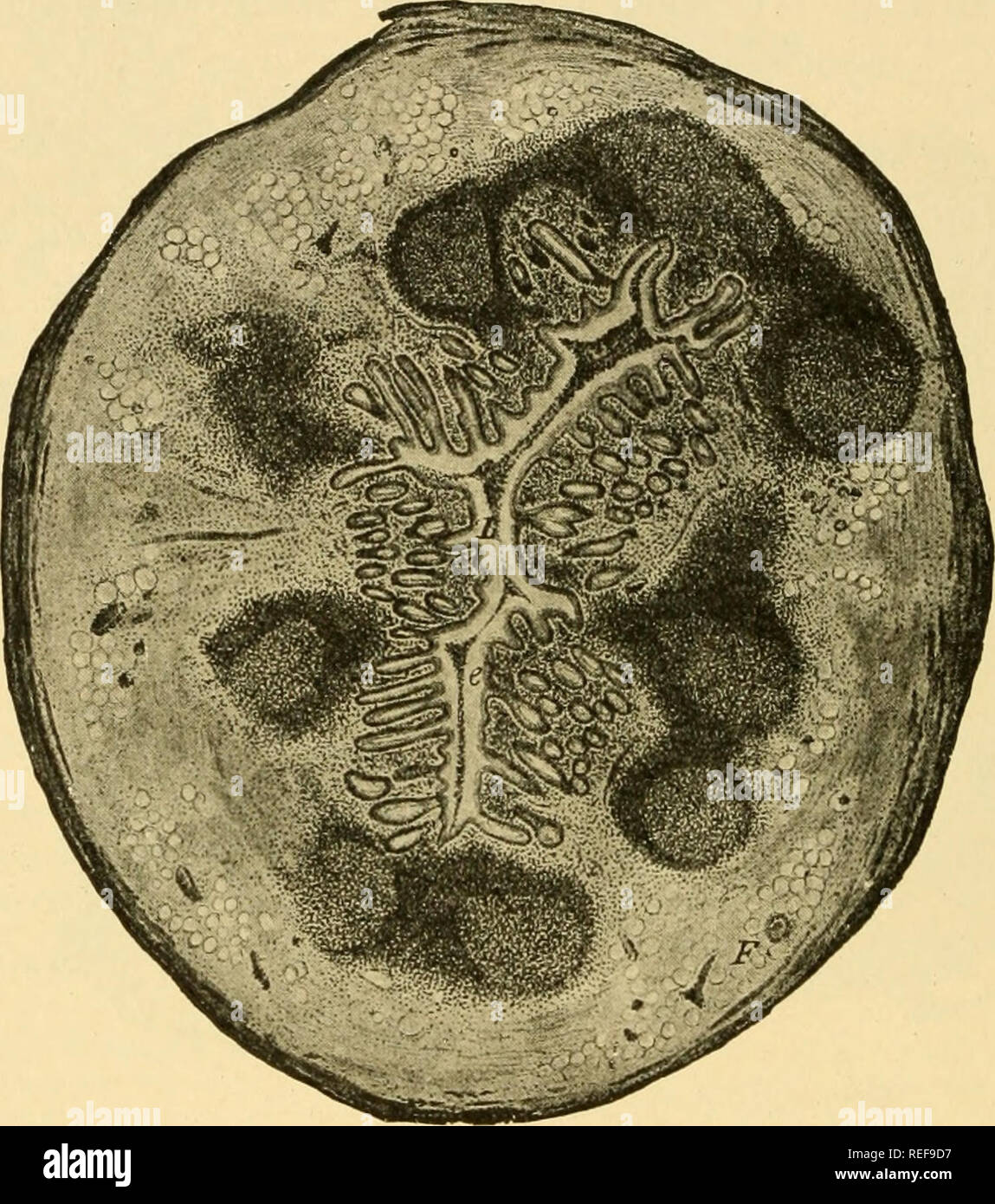 . Comparative anatomy. Anatomy, Comparative. 3l6 COMPARATIVE ANATOMY to ...