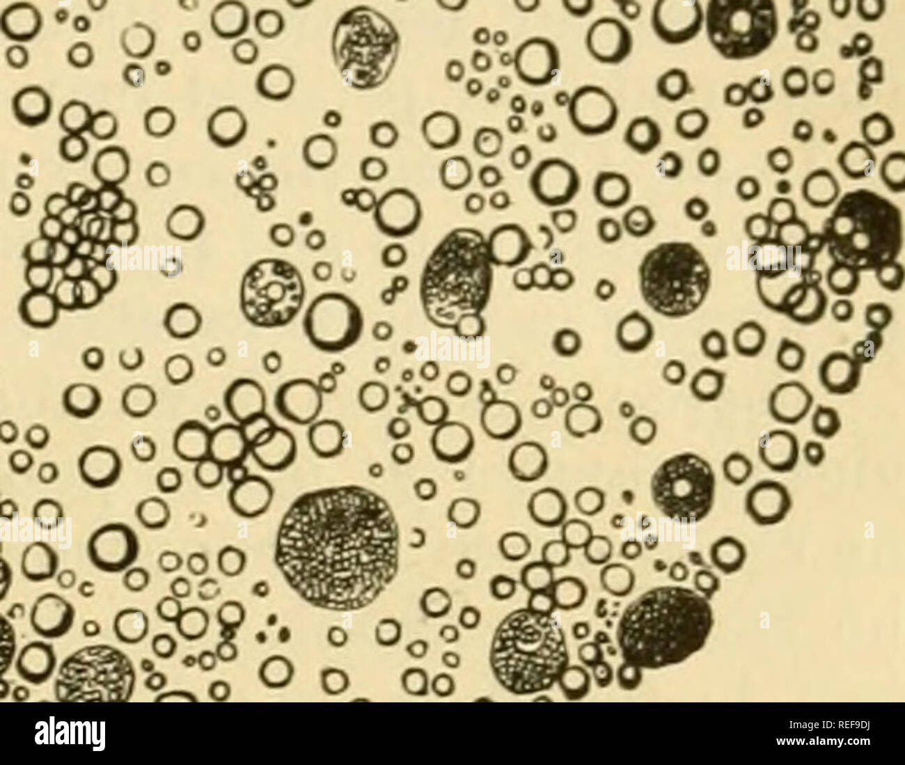 Anatomy cow organs hi-res stock photography and images - Alamy