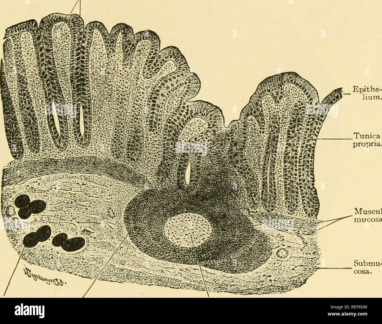 Haustra Digestive System