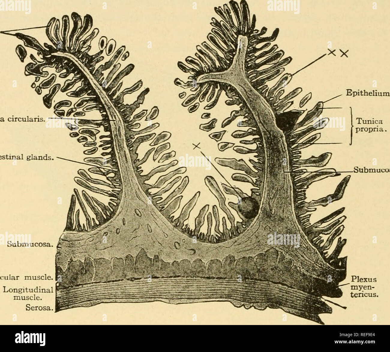 Single villus hi-res stock photography and images - Alamy
