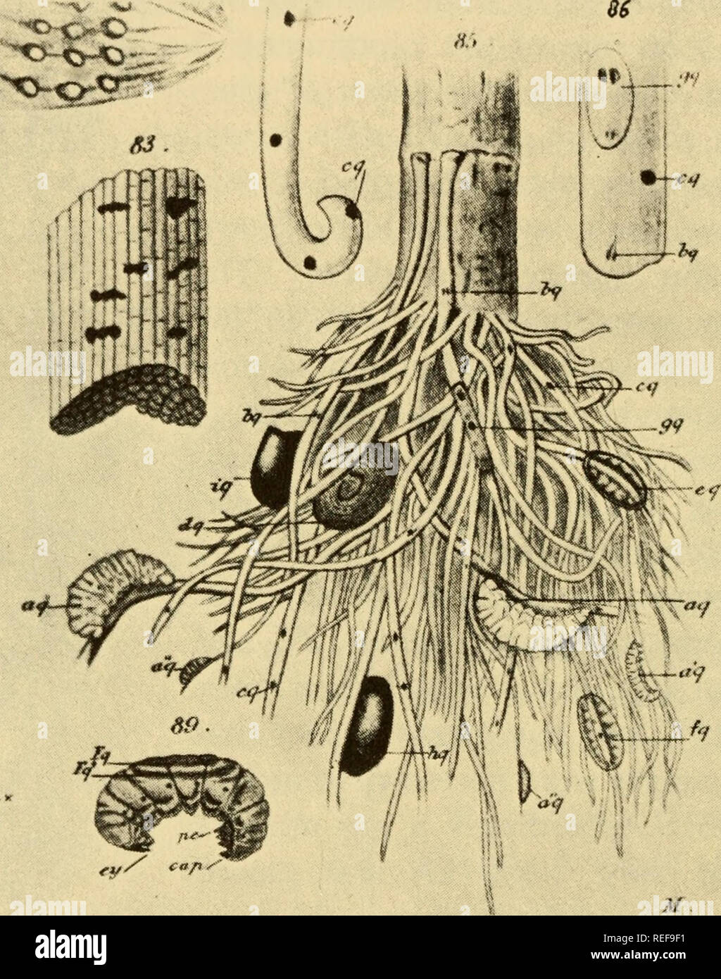 . The comparative physiology of respiratory mechanisms. Respiration ...