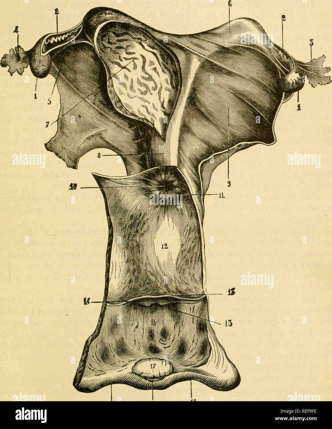 . The comparative anatomy of the domesticated animals. Horses ...