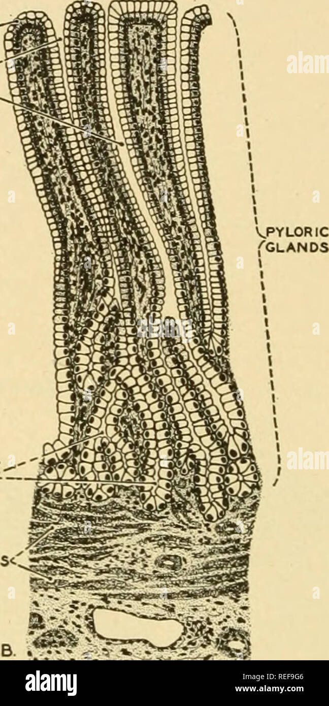 Gastric glands hi-res stock photography and images - Alamy
