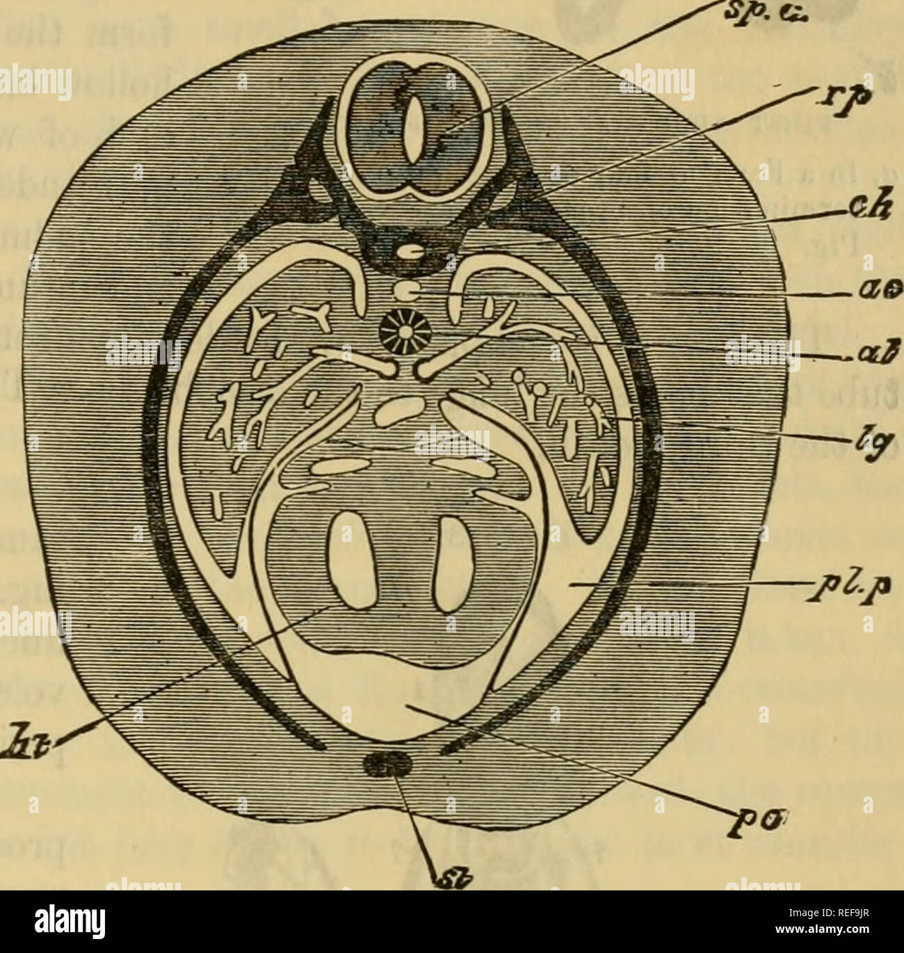. The comparative anatomy of the domesticated animals. Veterinary ...