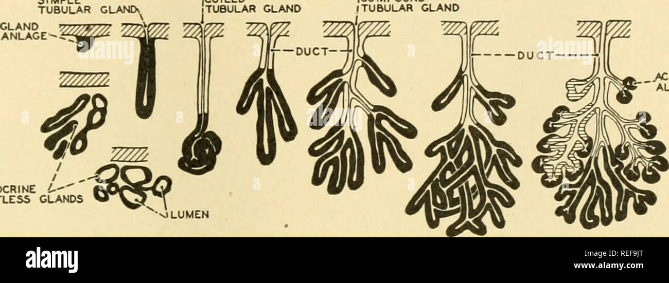 . Comparative anatomy. Anatomy, Comparative. THE DIGESTIVE SYSTEM 303 ...