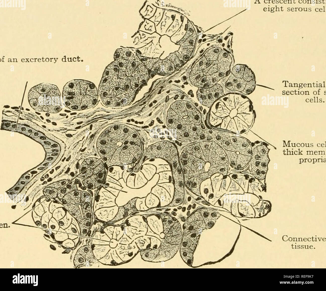 . Comparative anatomy. Anatomy, Comparative. 302 COMPARATIVE ANATOMY ...
