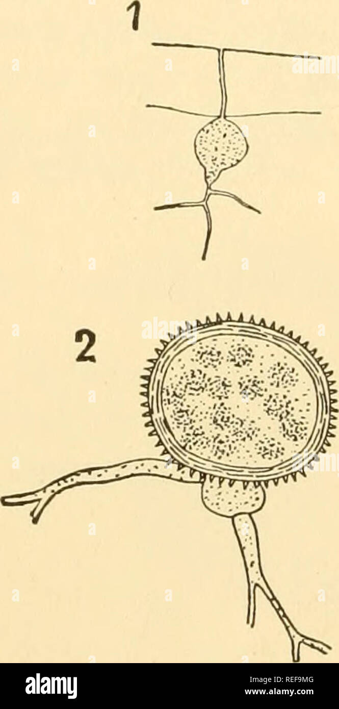 . Comparative morphology of Fungi. Fungi. 38 COMPARATIVE MORPHOLOGY OF ...