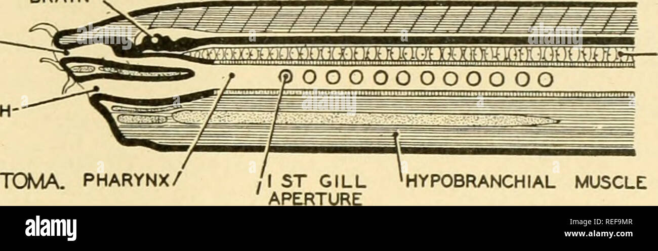 . Comparative anatomy. Anatomy, Comparative. THE DIGESTIVE SYSTEM 299 ...